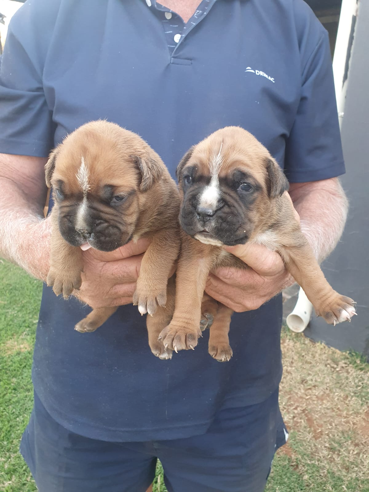 Boxer Puppies | Junk Mail Marketplace