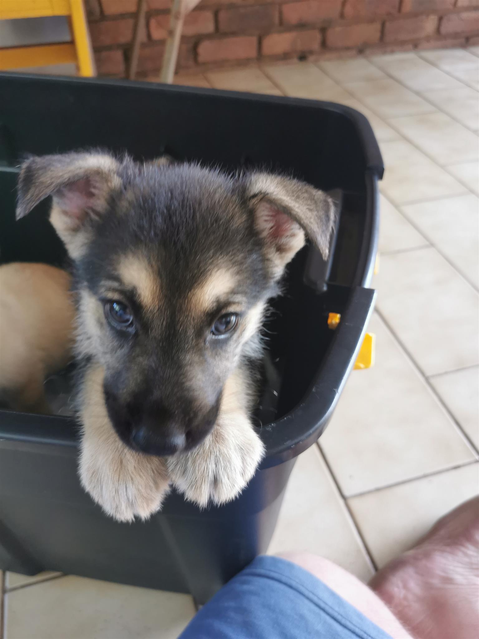 German Shepherd Cross Puppies For Sale | Junk Mail