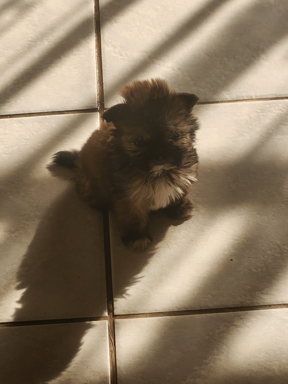 Shih Tzu puppies te koop | Junk Mail Marketplace