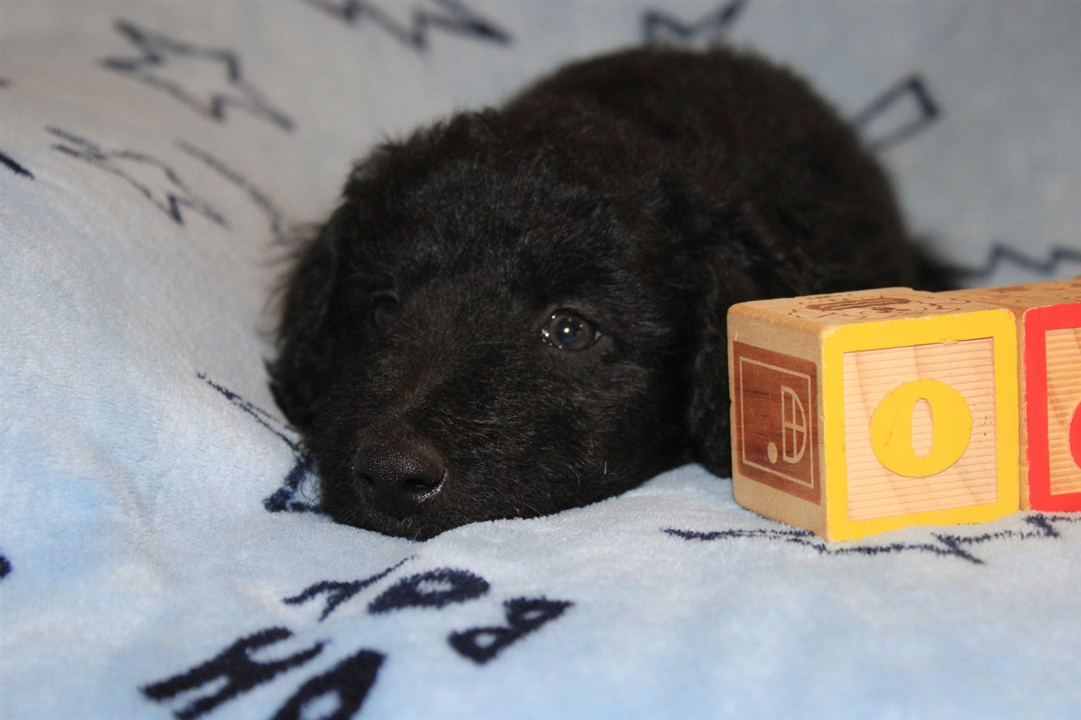 8 weeks old Pre-trained Bordoodle Puppies ready for their Forever Home ...