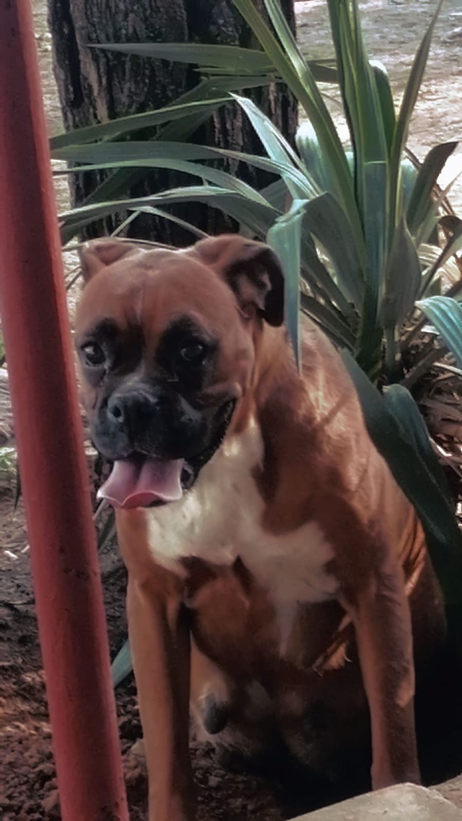 Boxer puppies | Junk Mail Marketplace