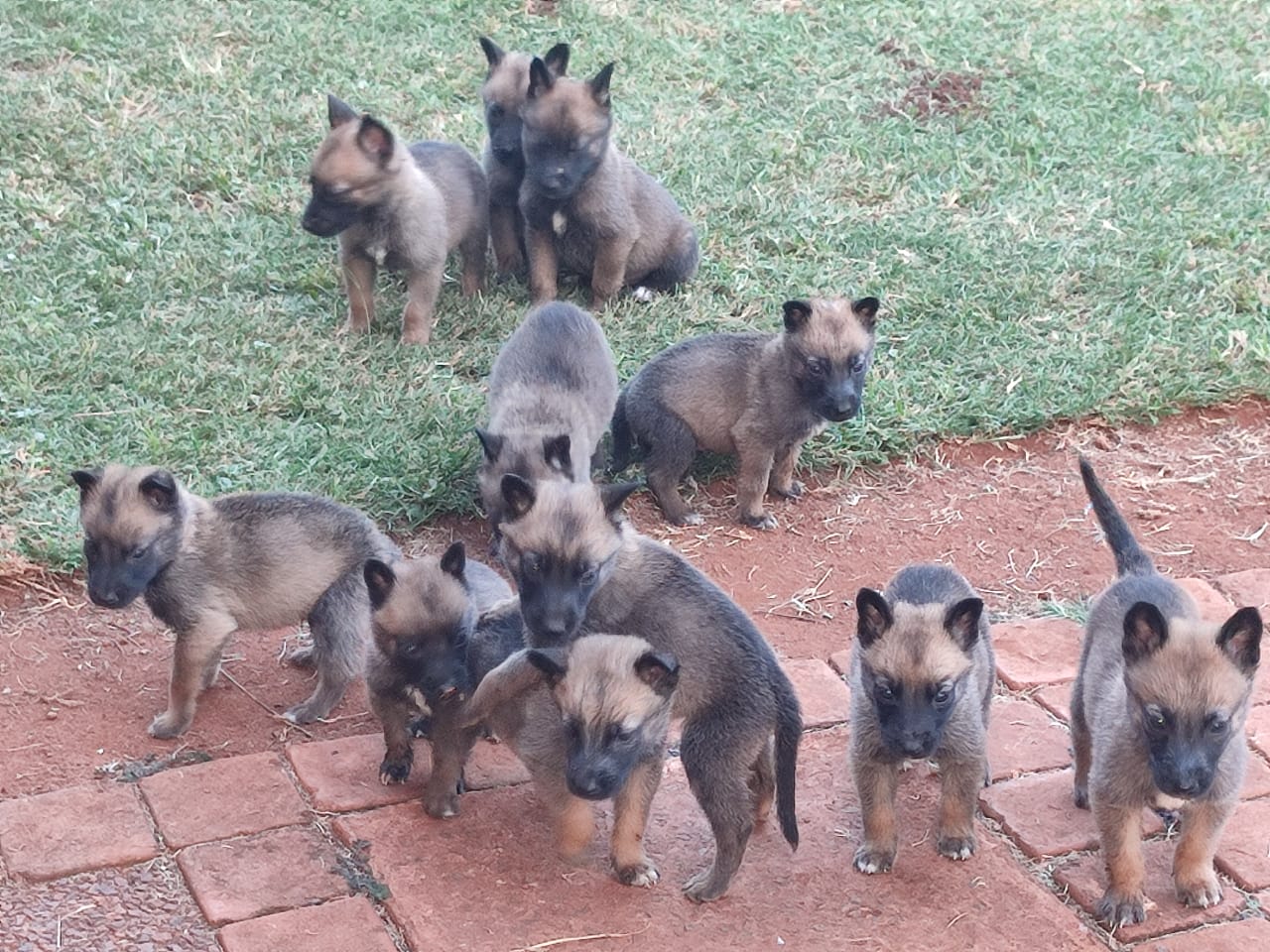 PUPS FOR SALE K9 MALANOIS | Junk Mail