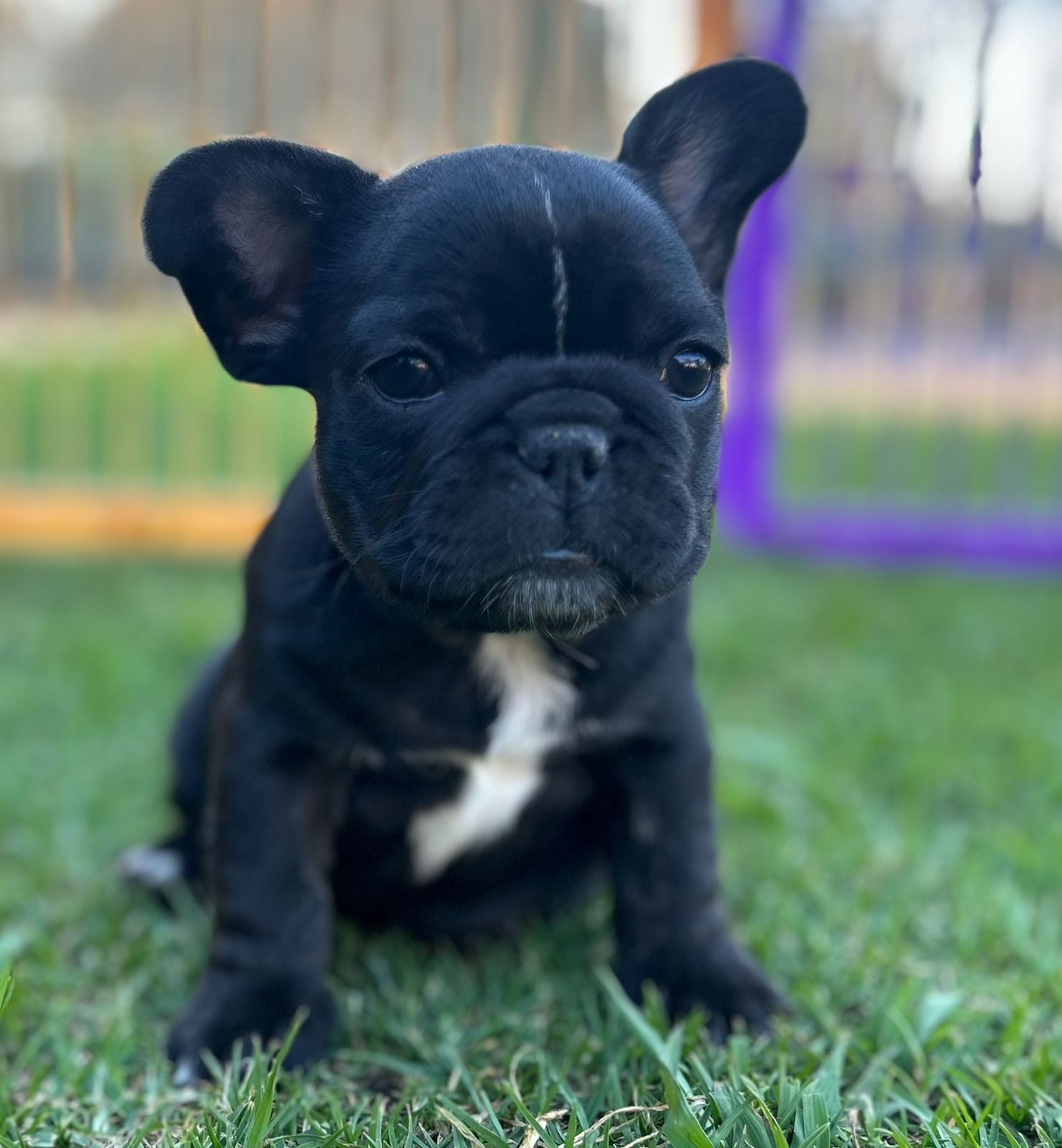 Gorgeous Exotic Frenchies available | Junk Mail Marketplace