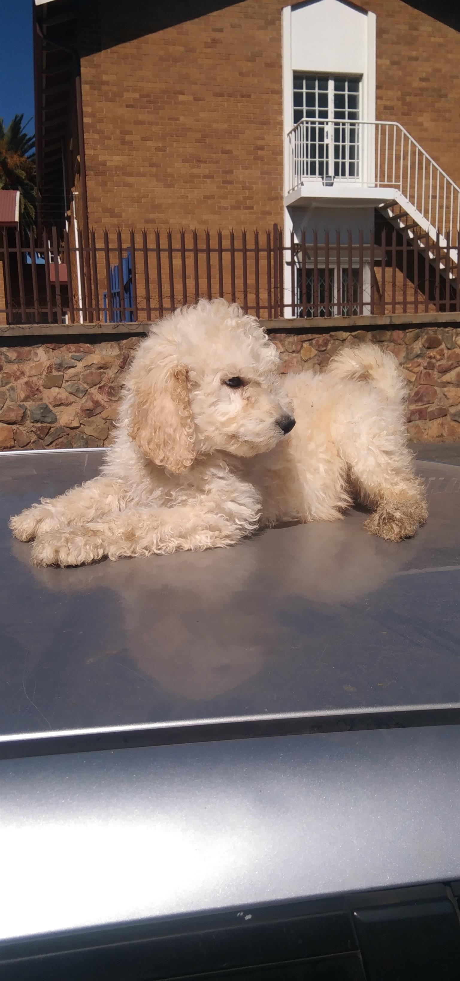 Standard French Poodles | Junk Mail