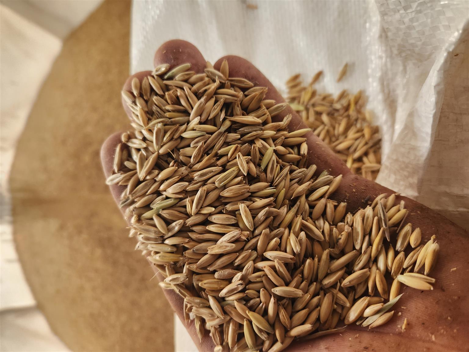 Oats seed hawer saad | Junk Mail Marketplace