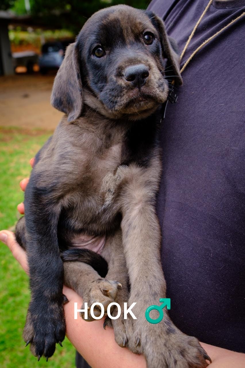 Weiler-Dane (Rottweiler X Great Dane) puppies | Junk Mail Marketplace