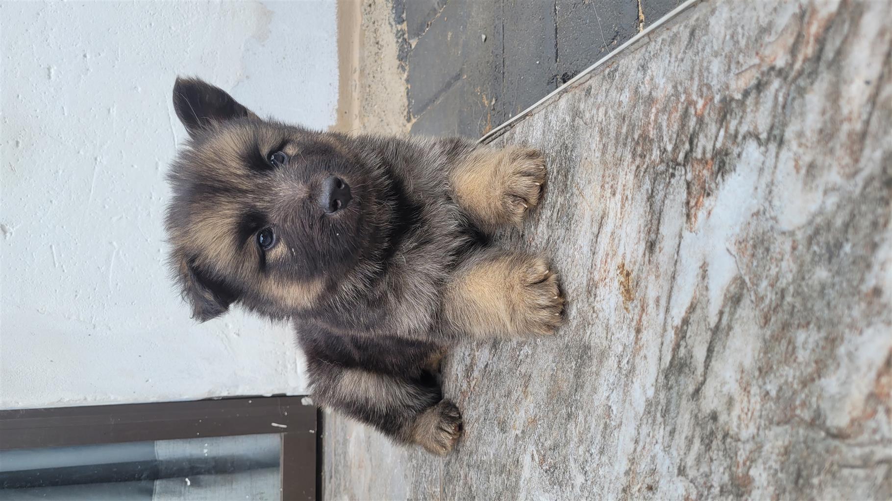 German shepherd puppies | Junk Mail Marketplace