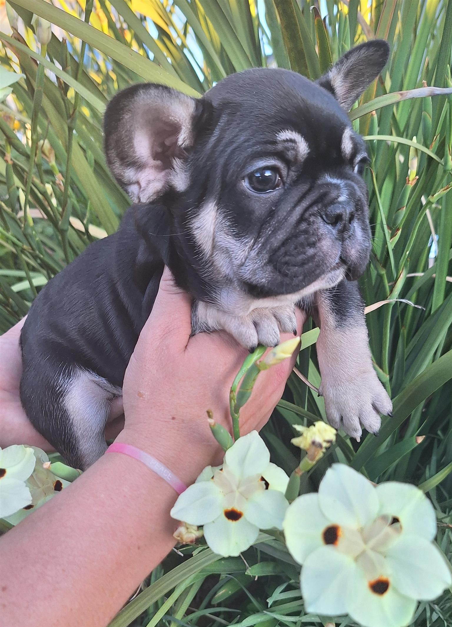 Frenchies | Junk Mail Marketplace