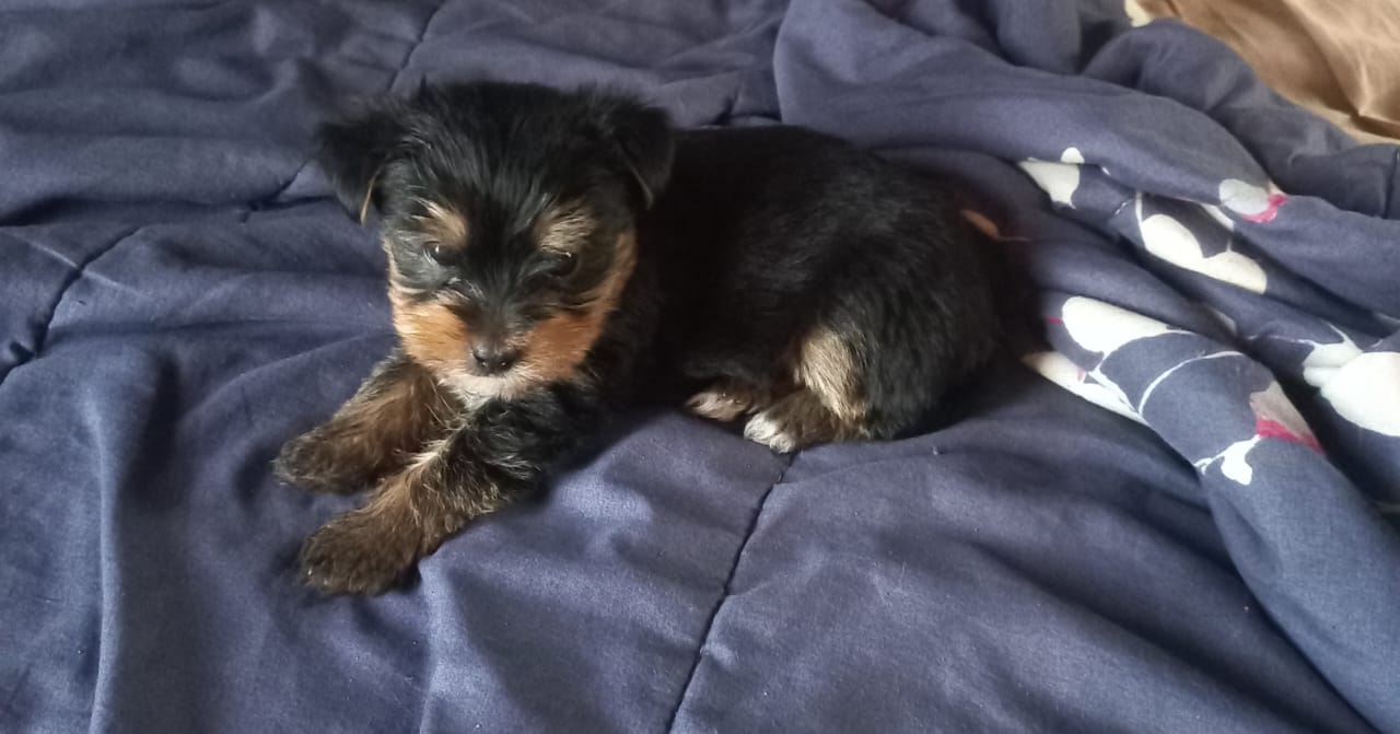 Yorkie male for sale 6 weeks old born on 8 May 2025 | Junk Mail Marketplace