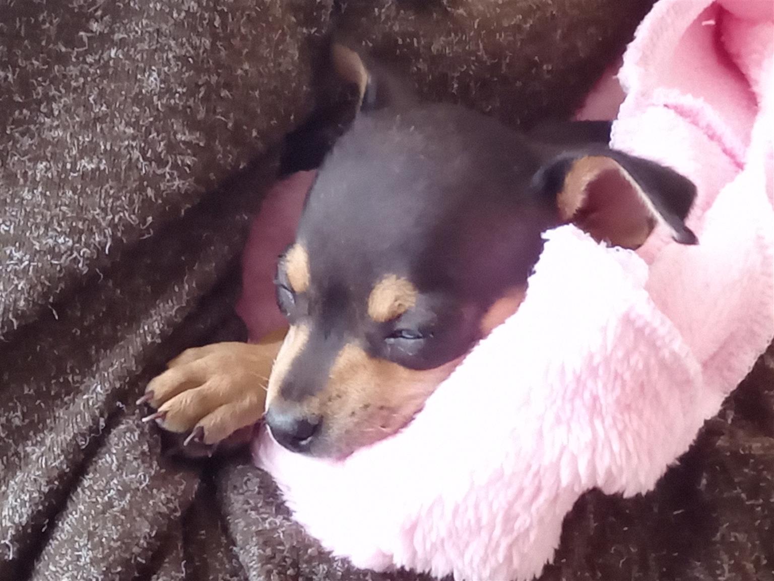 Miniature Doberman Pincher puppy | Junk Mail Marketplace