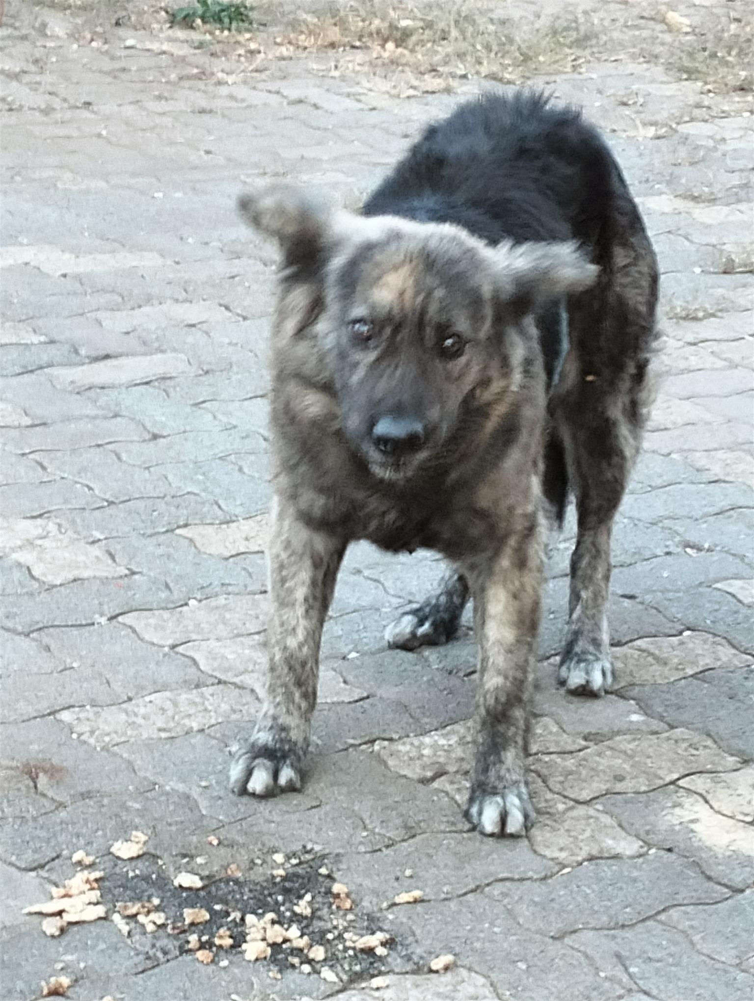 Alsation crossed with Belgium Malanois | Junk Mail