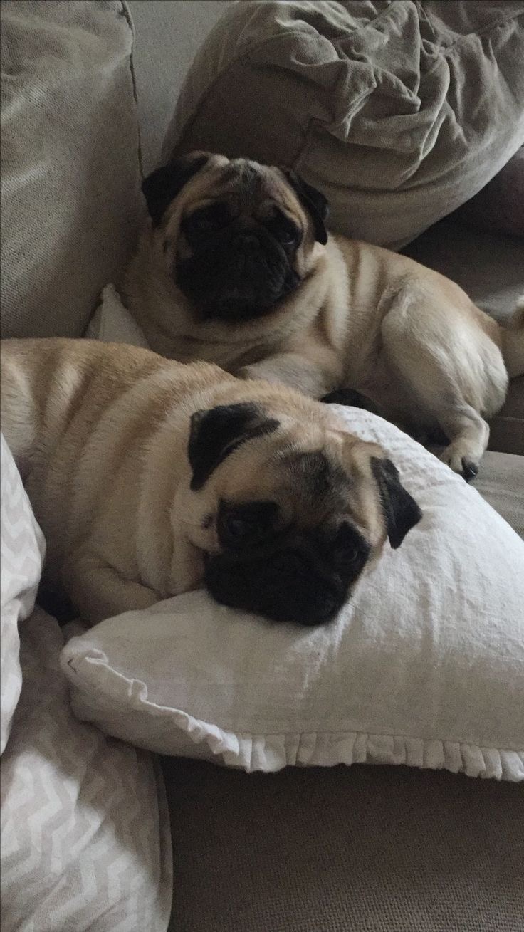Two Playful and Adorable 11-Month-Old Male Pugs | Junk Mail