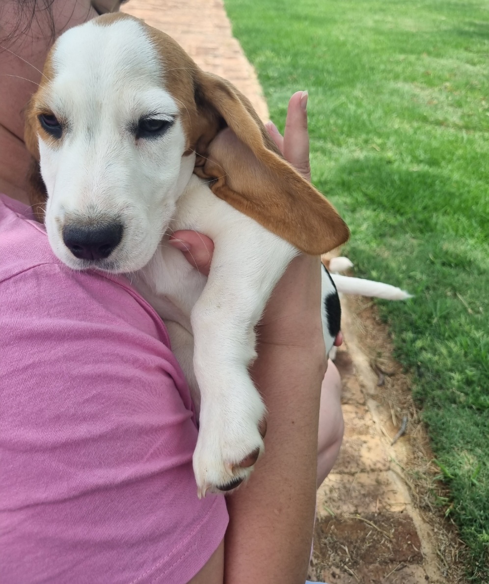 Beautiful Basset puppy for sale. | Junk Mail Marketplace
