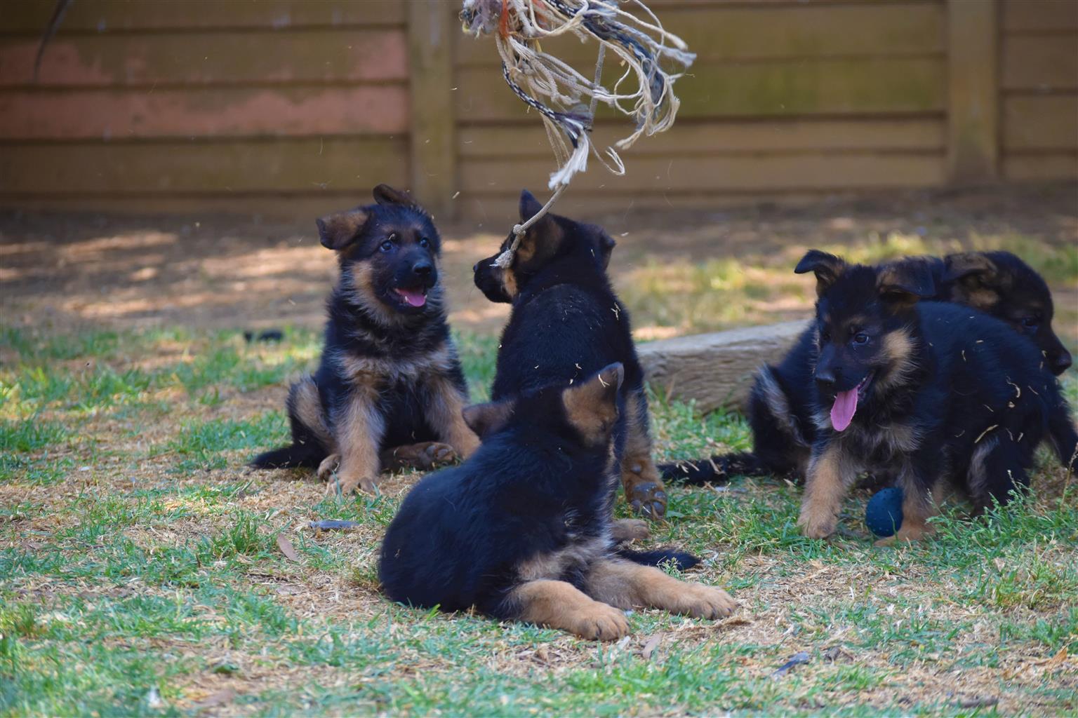 German Shepherd puppies | Junk Mail Marketplace