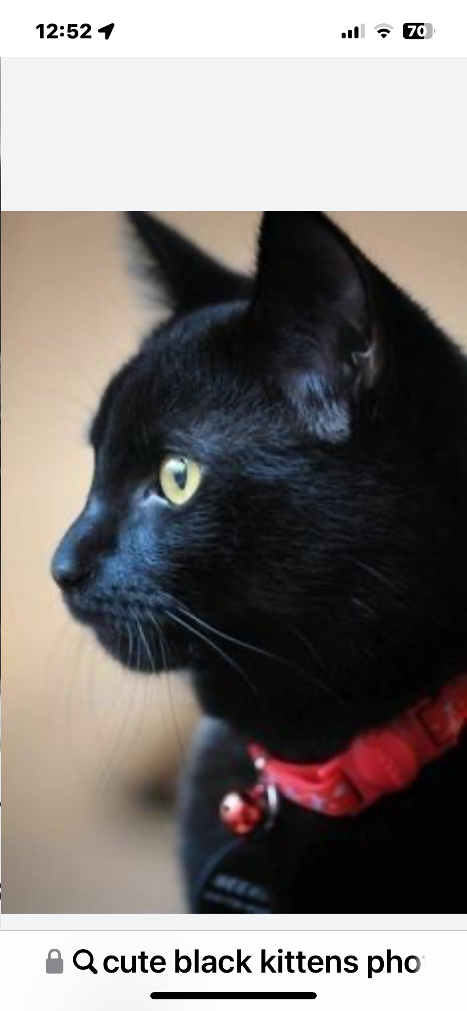 Pure black female kittens | Junk Mail Marketplace