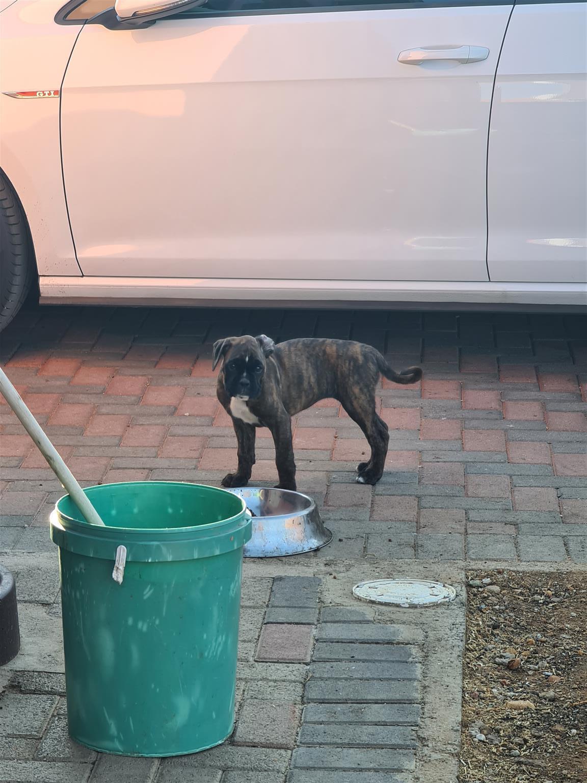 Boxer Puppies | Junk Mail
