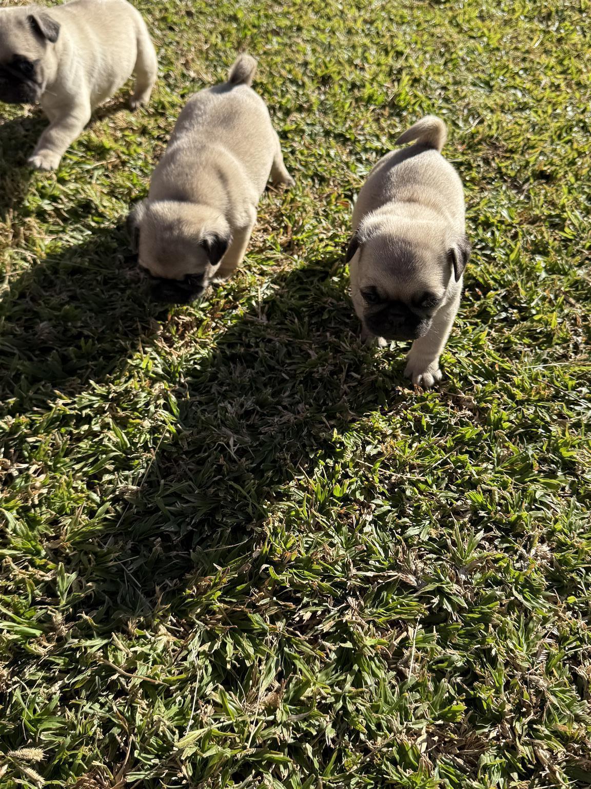 Pugs | Junk Mail Marketplace