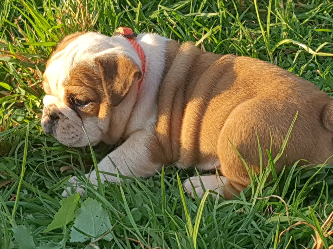 Gorgeous Exotic bulldog puppies available | Junk Mail