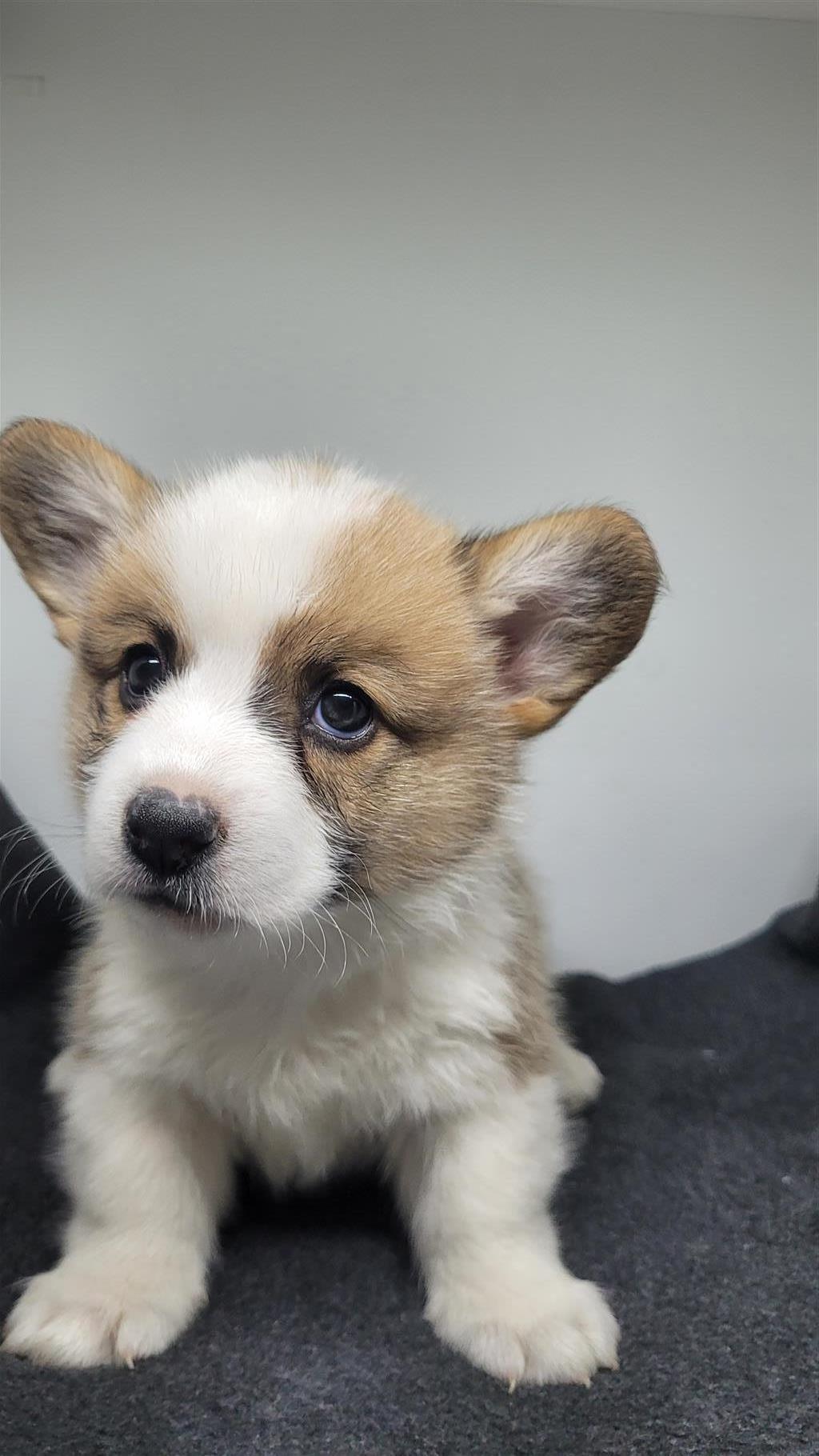 Corgi Pups | Junk Mail Marketplace