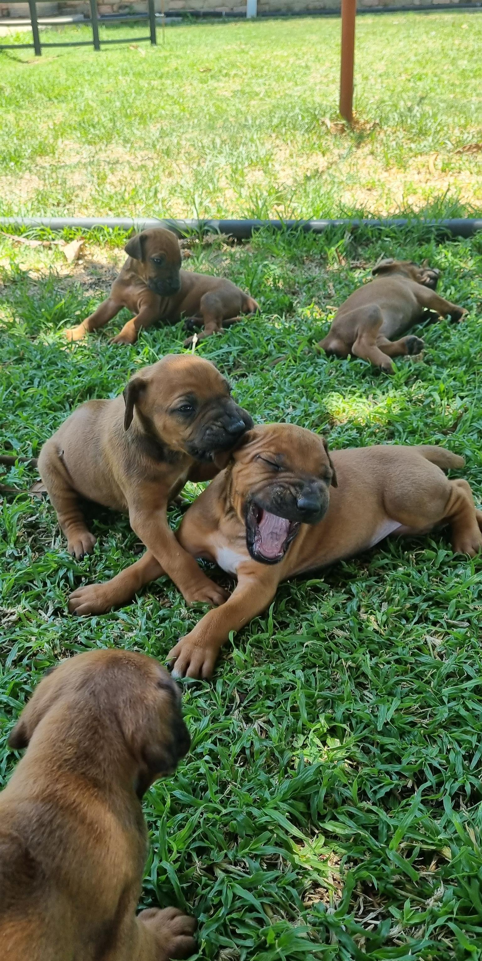 Purebred Rhodesian Ridgeback puppies for sale | Junk Mail