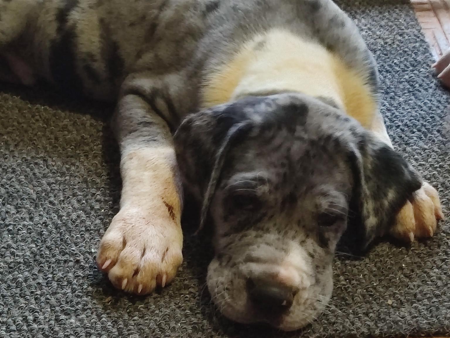Gorgeous German bloodline Great Dane puppies available | Junk Mail