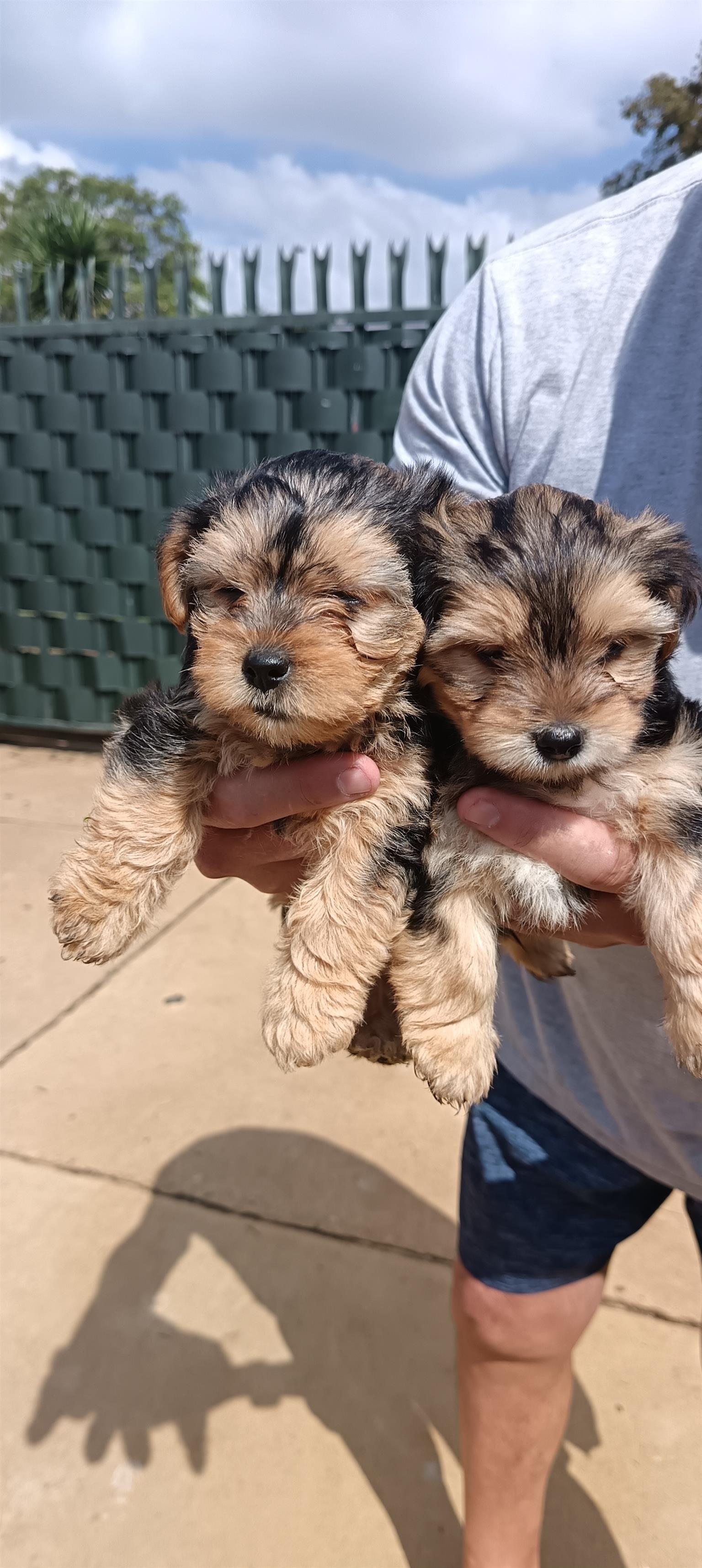Yorkies te Koop. Females 27 Feb gebore. Kontak my gerus Martie | Junk ...