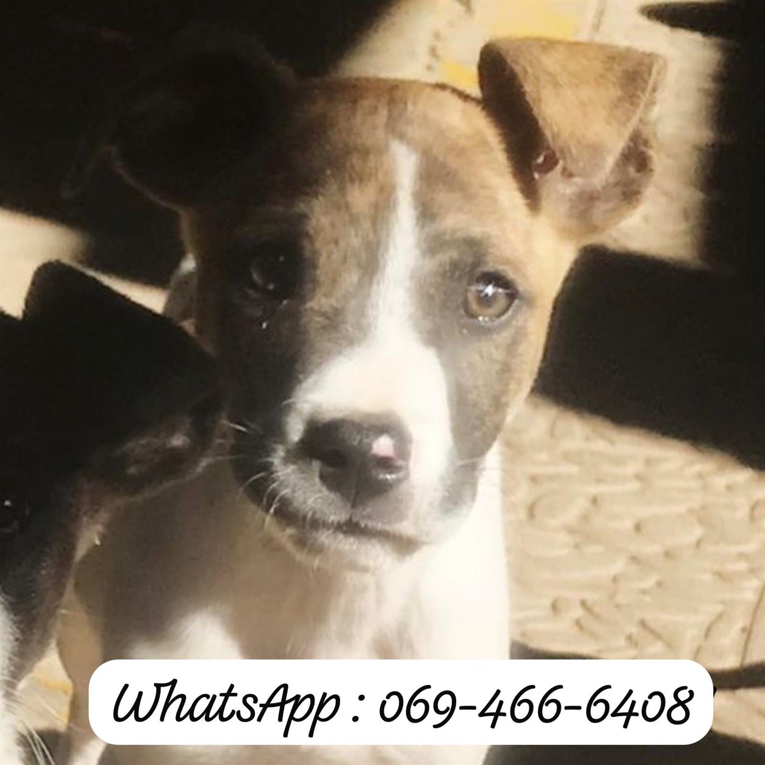 Beautiful Labrador cross great Dane puppy | Junk Mail Marketplace