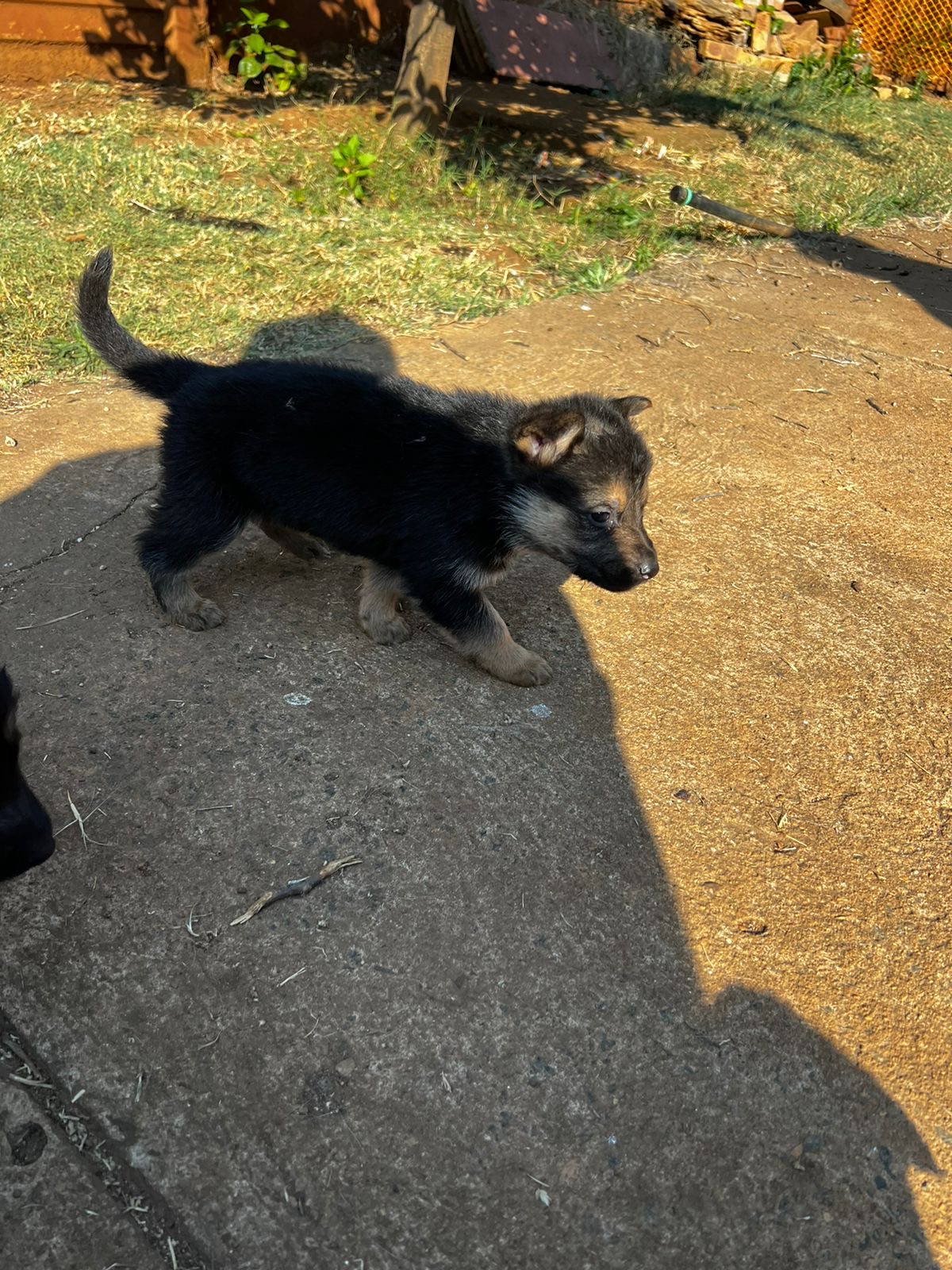 German shepherd puppies | Junk Mail