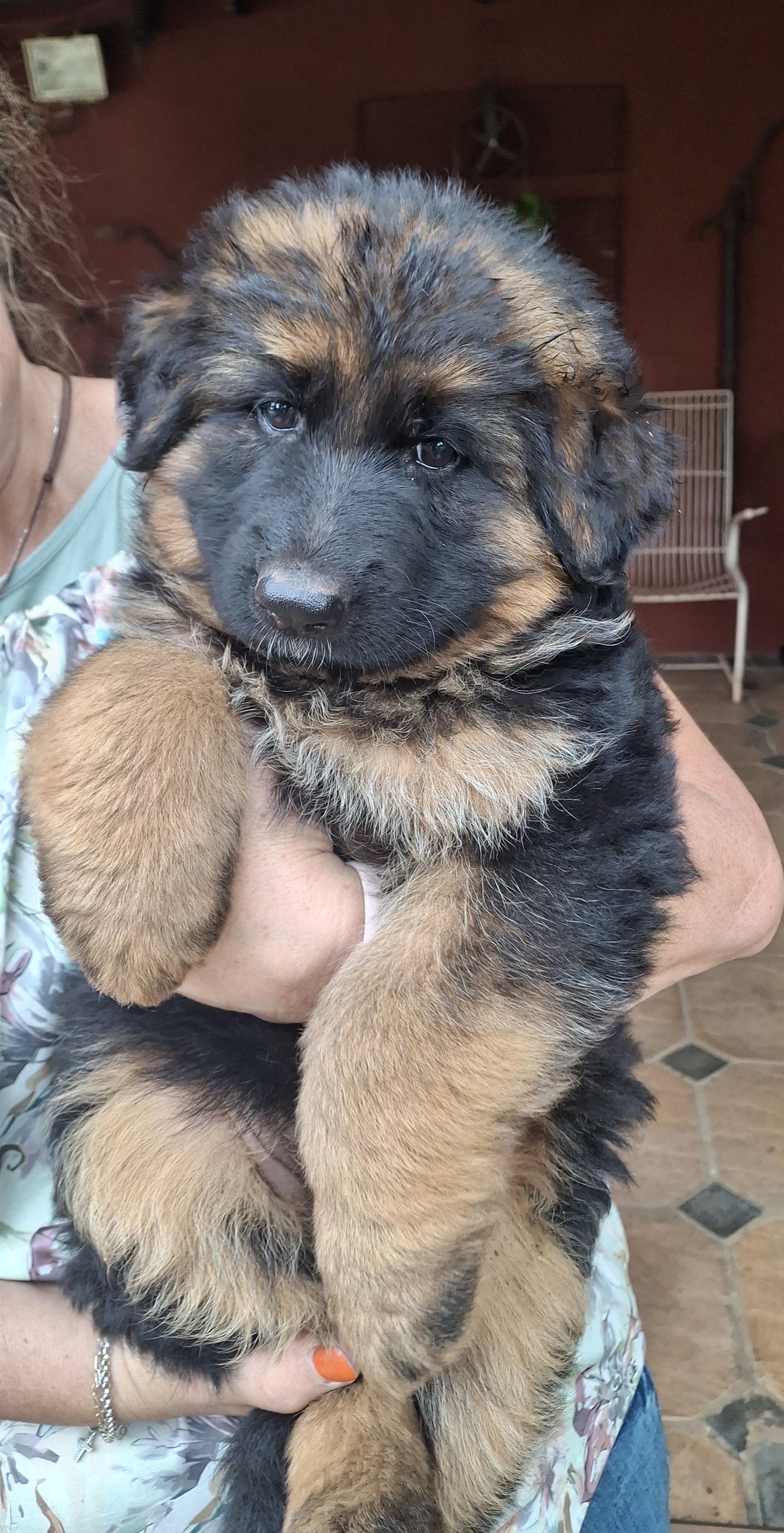 German Shepherd puppies | Junk Mail Marketplace