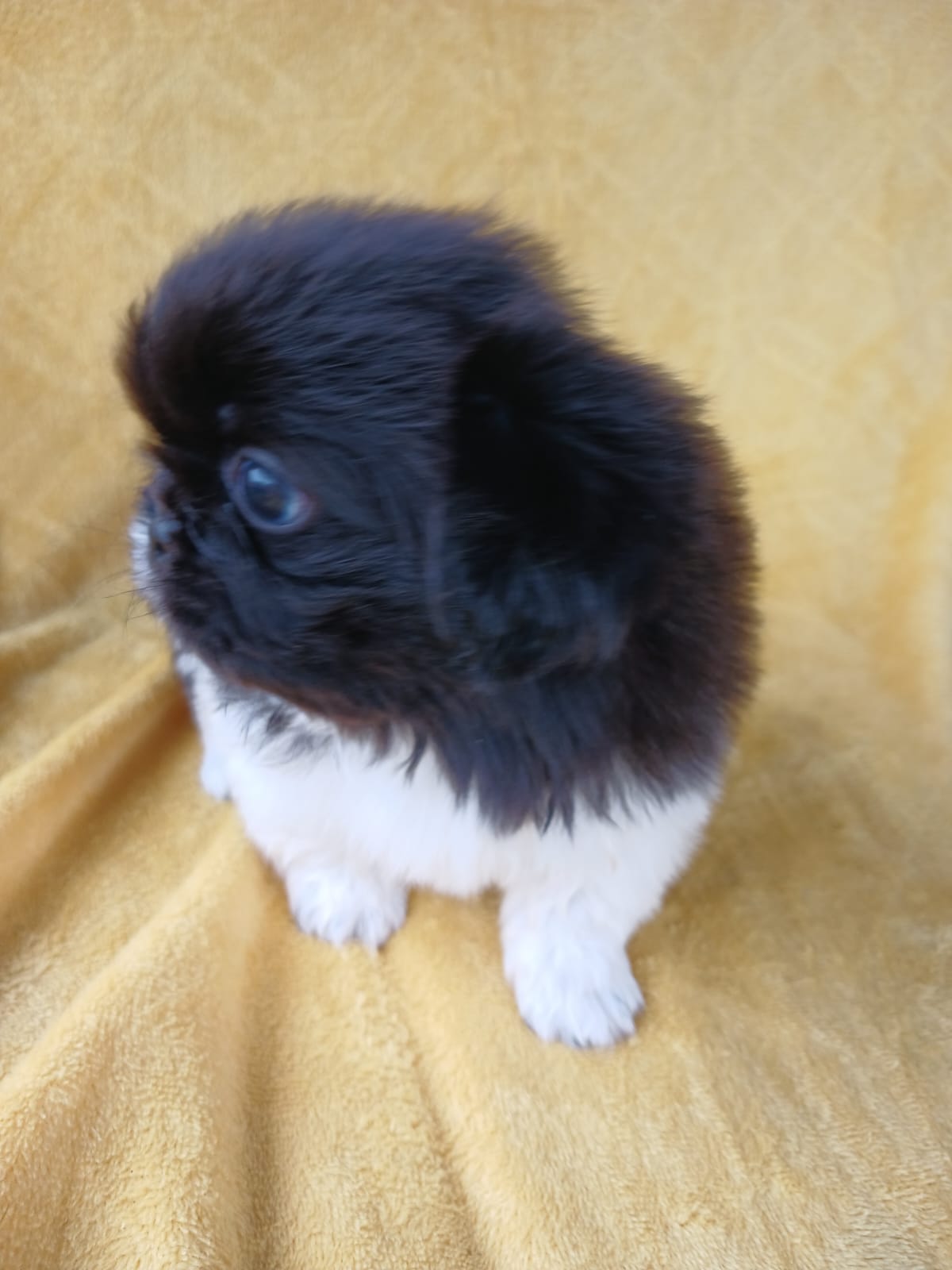 Pure Bred Pekingese | Junk Mail