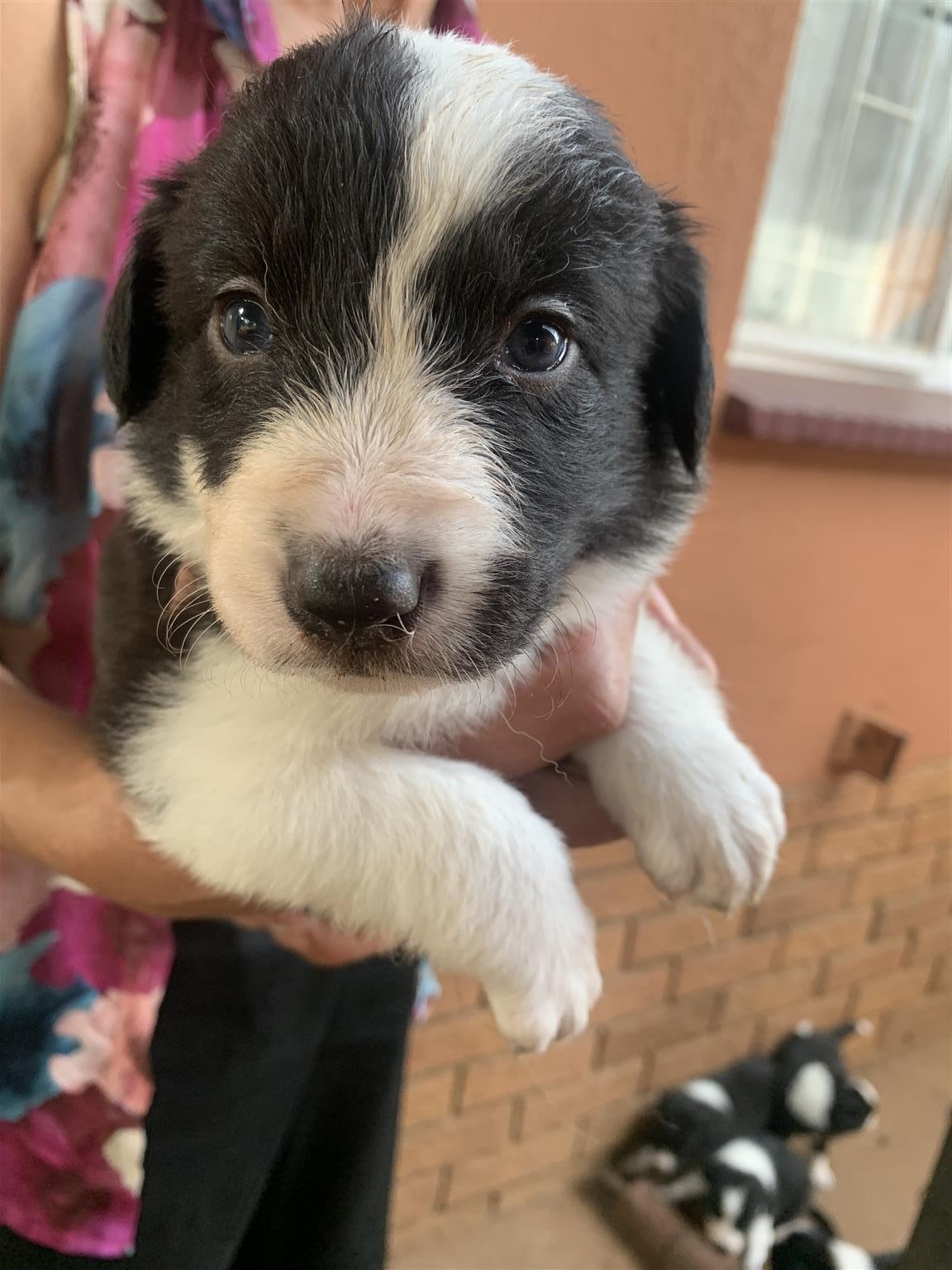 BorderCollies for sale / Skaaphondjies te koop | Junk Mail Marketplace