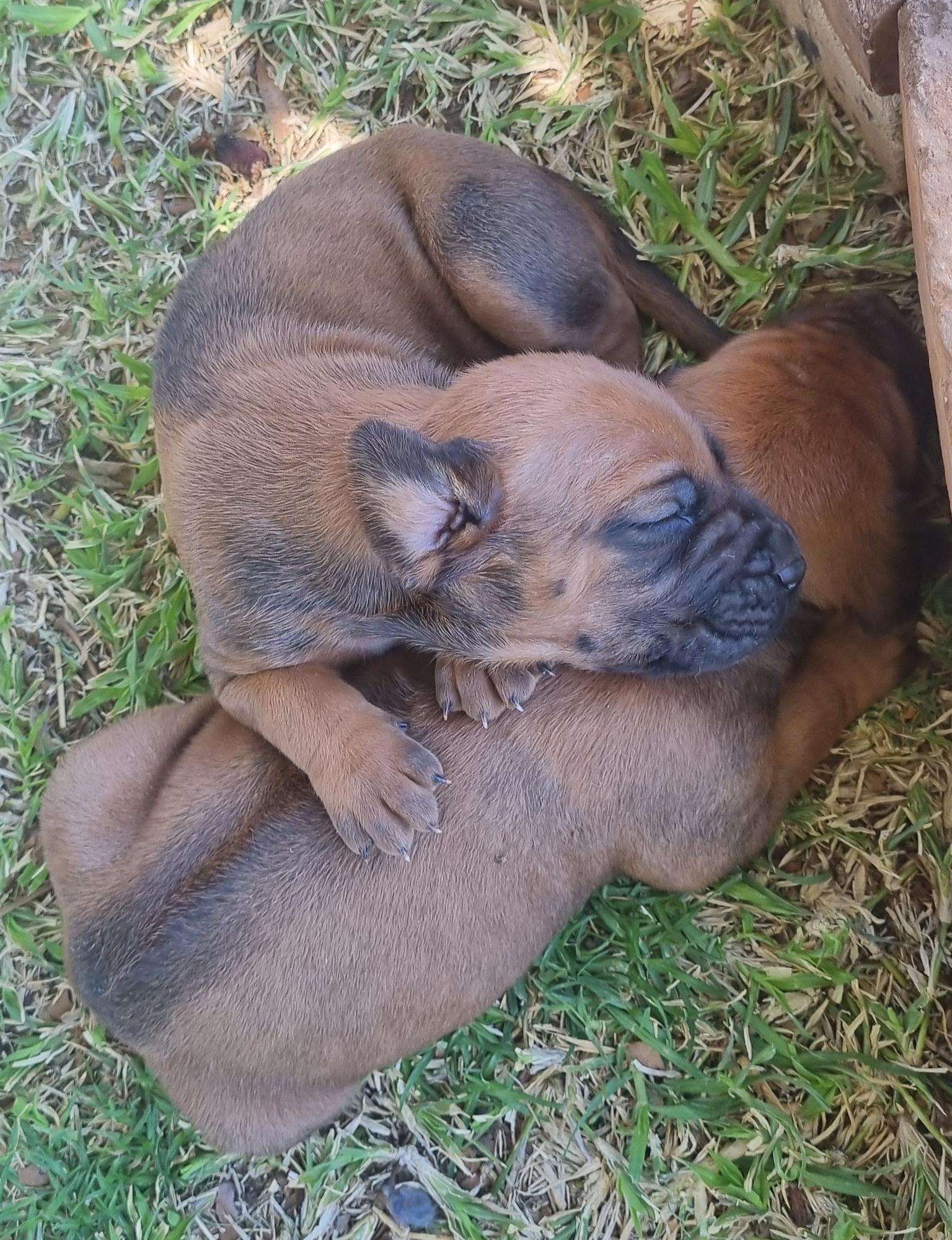 Purebred Rhodesian Ridgeback puppies for sale | Junk Mail