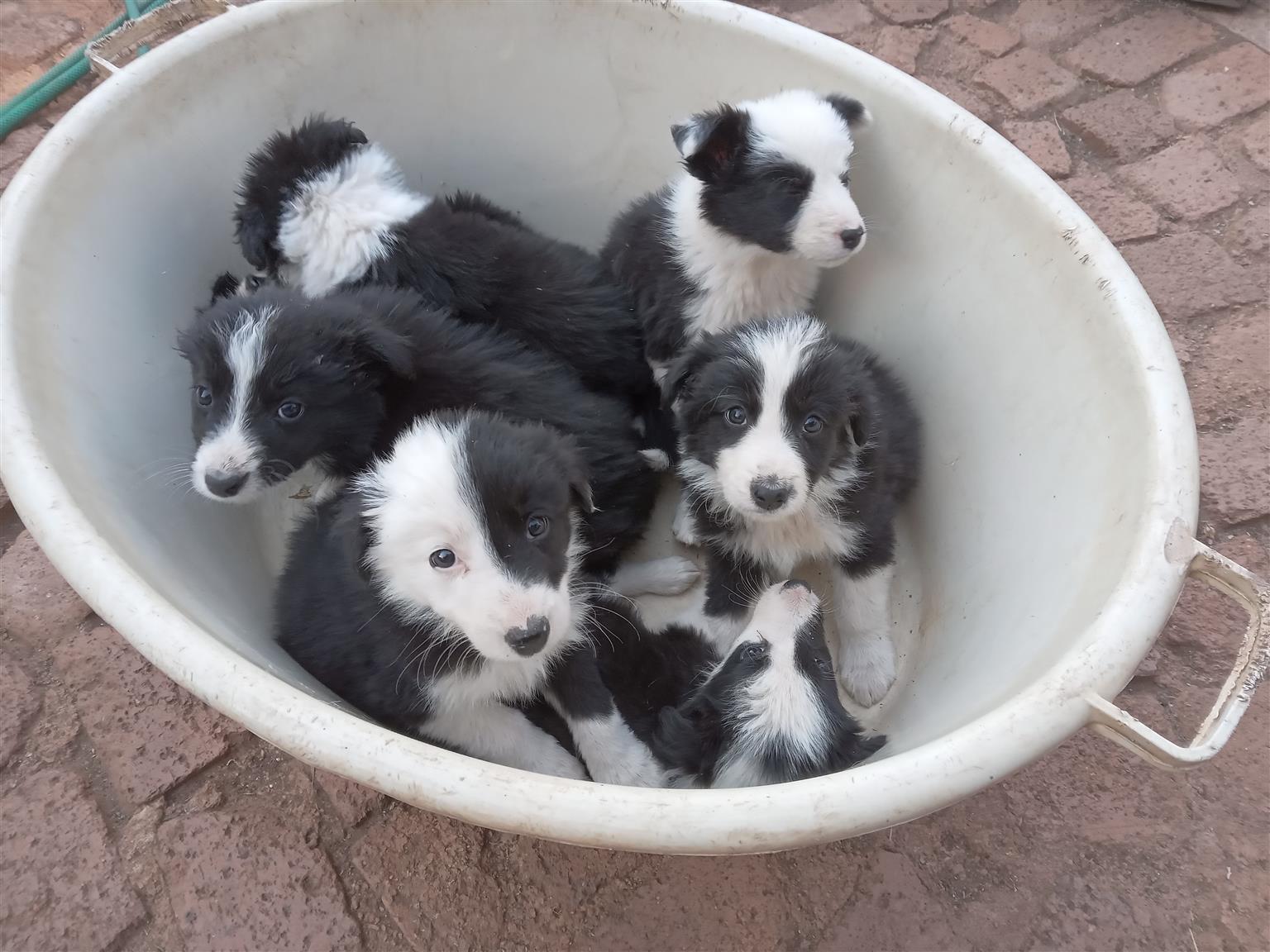 Border Collie babas | Junk Mail Marketplace