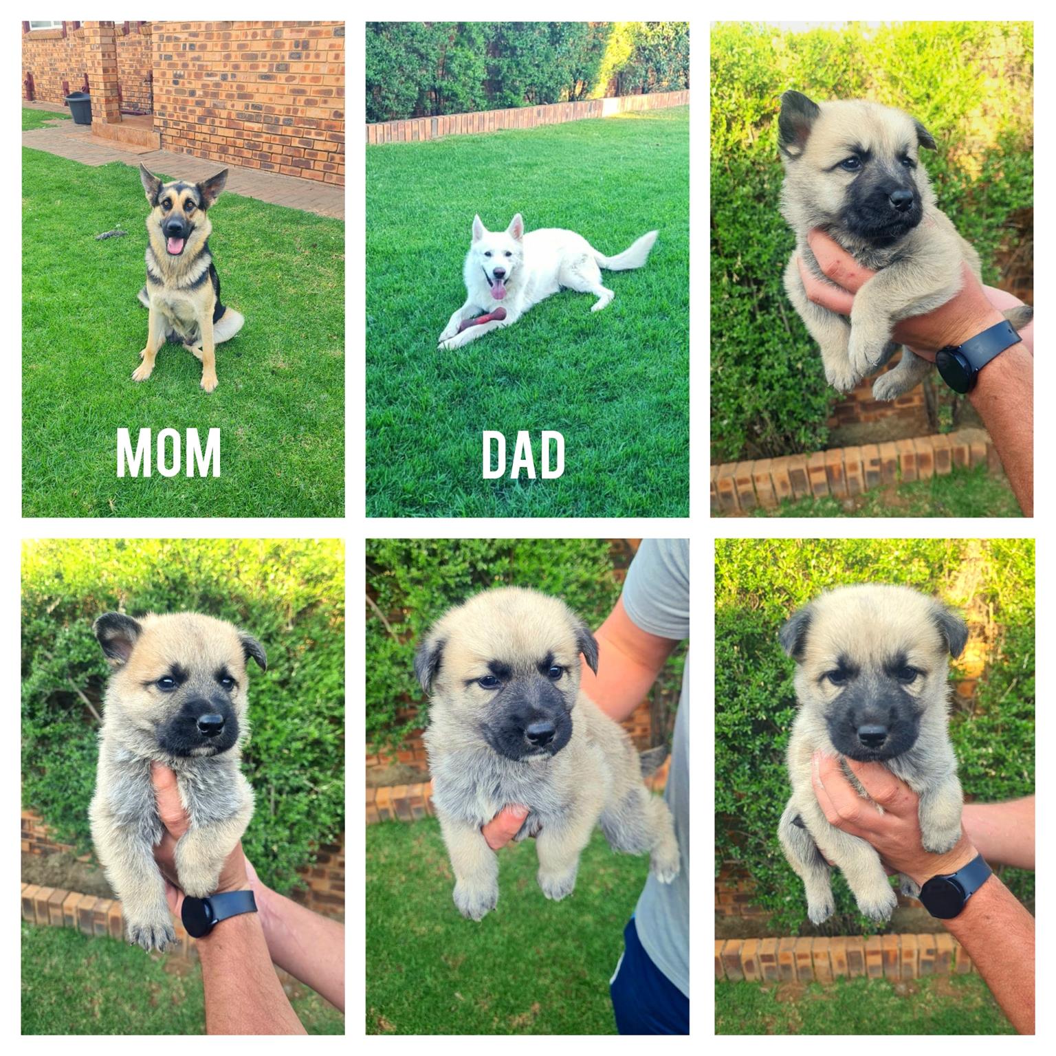 German Shepherd puppies | Junk Mail