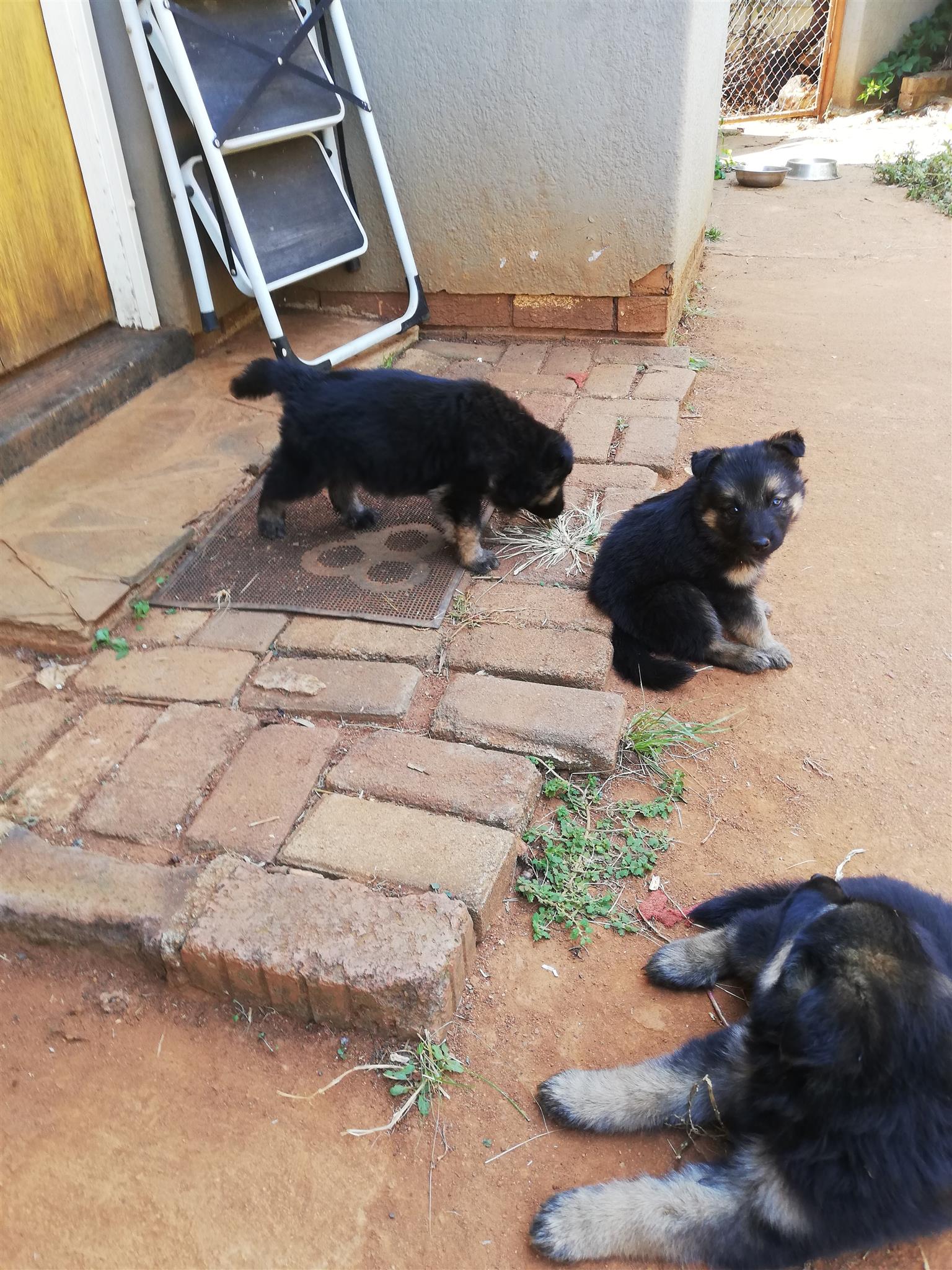 German Shepherd puppies | Junk Mail