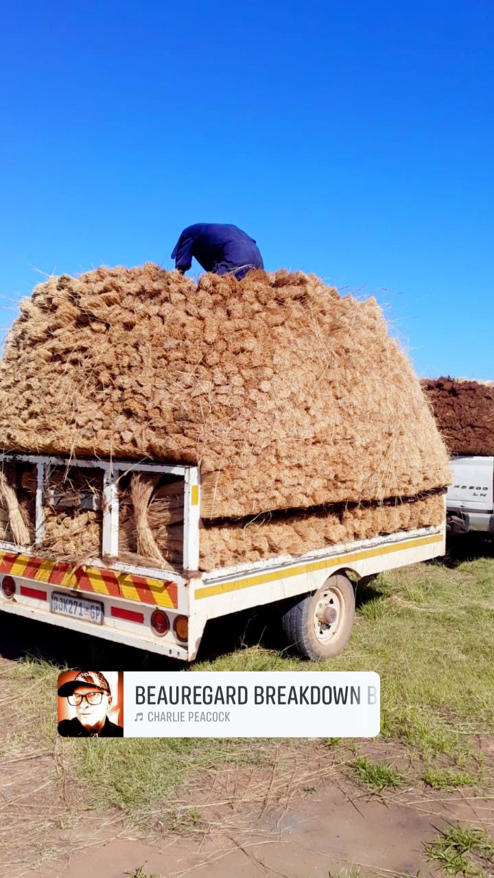 Thatch grass | Junk Mail