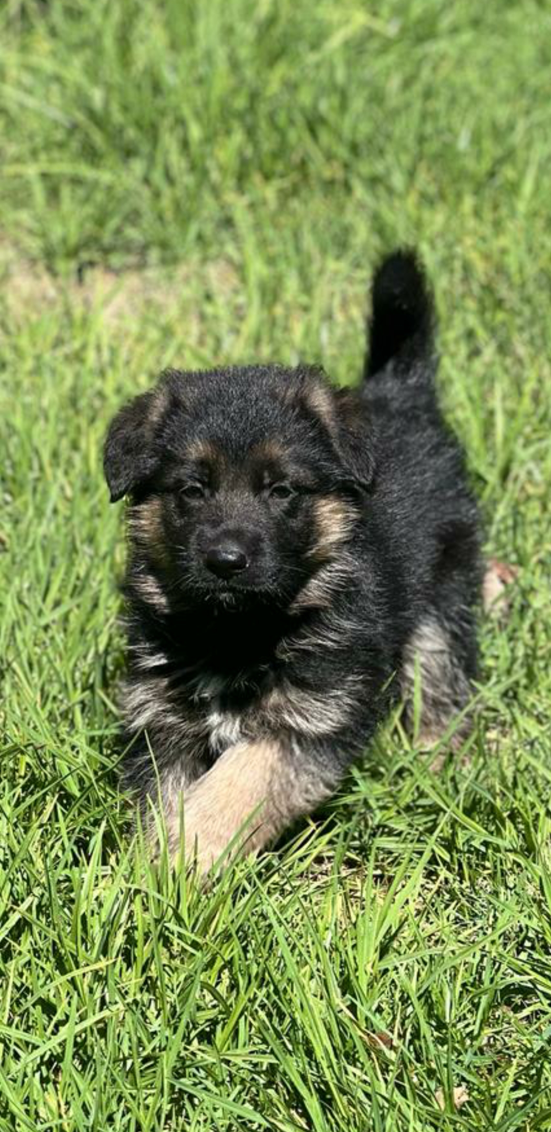 German Shepherd Puppies | Junk Mail