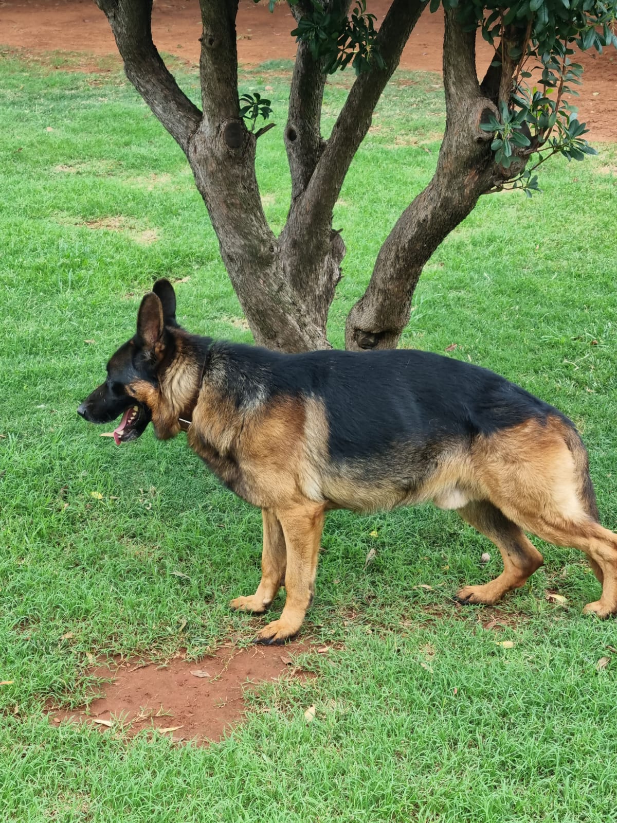 Puppy (German Shepherd Puppies) | Junk Mail Marketplace