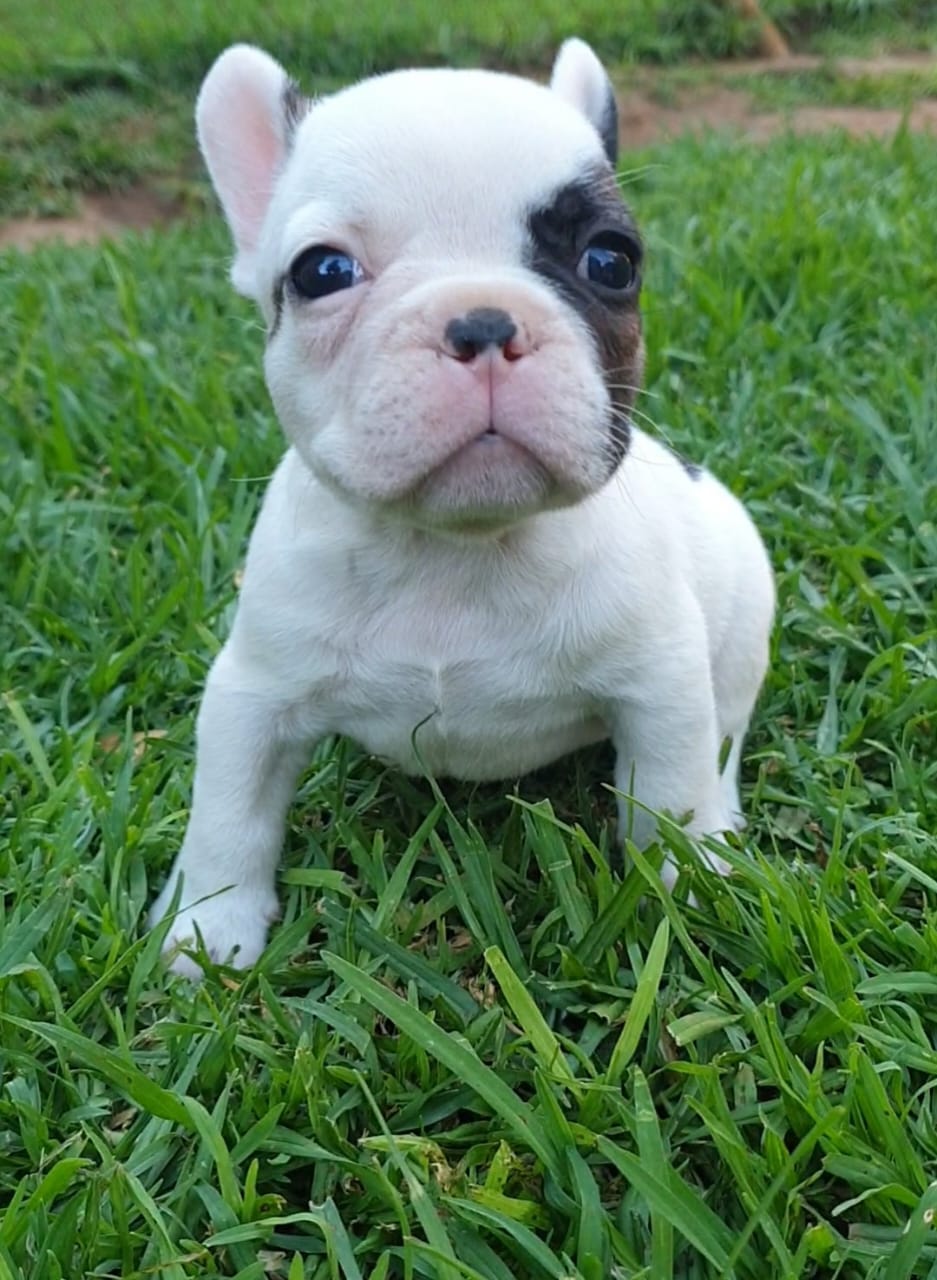 Beautiful Frenchie / French Bulldog puppies for sale | Junk Mail ...
