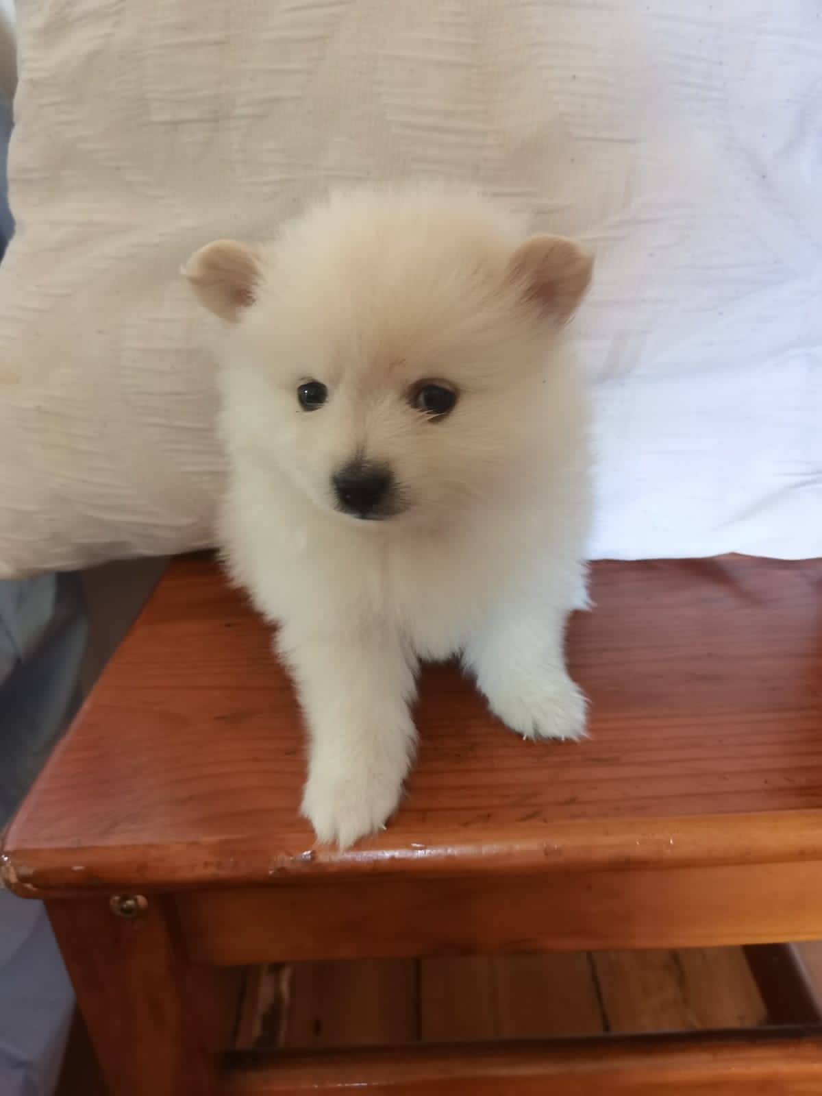 Toy pom (pomeranian ) | Junk Mail Marketplace