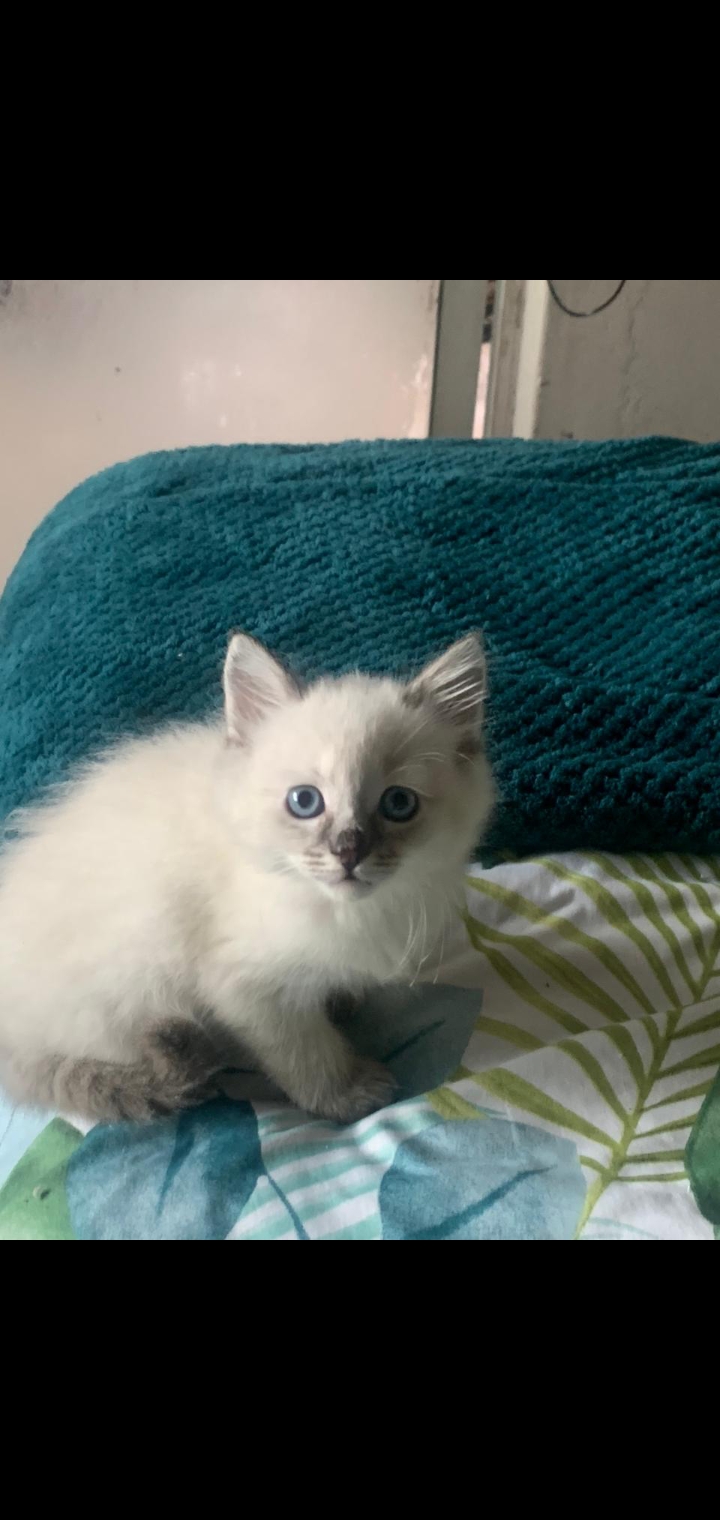 Maine Coon x Ragdoll kittens | Junk Mail