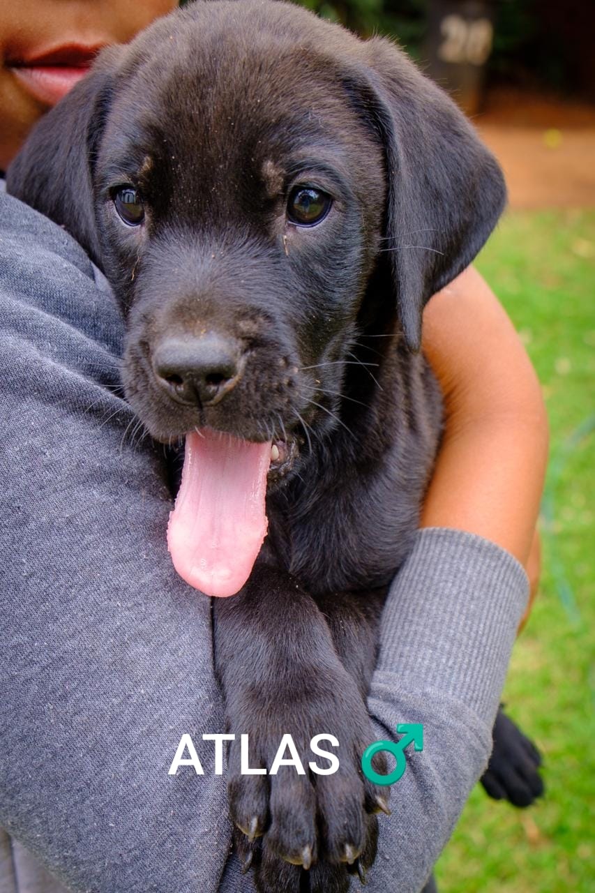 Weiler-Dane (Rottweiler X Great Dane) puppies | Junk Mail Marketplace