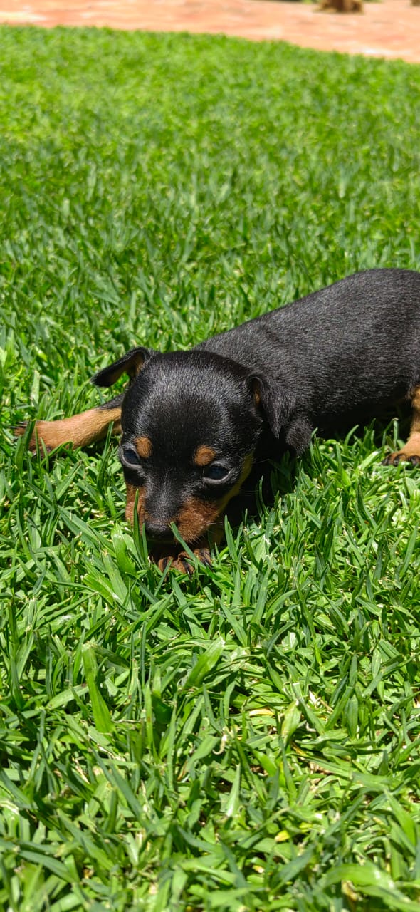 Miniature Doberman Pincher Puppies Junk Mail