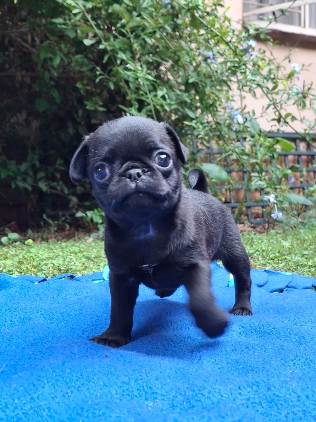 Pure Bred Pug Puppies | Junk Mail Marketplace