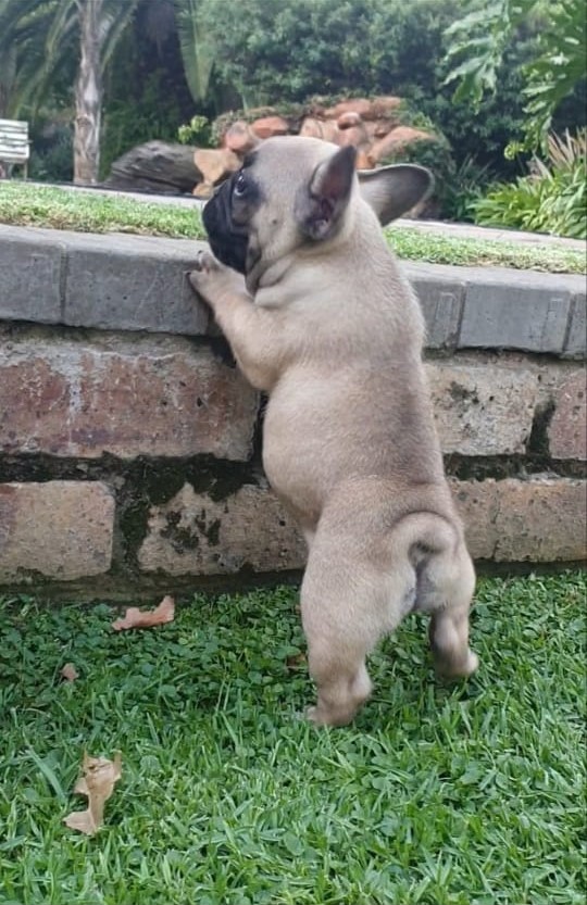 Beautiful Frenchie / French Bulldog puppies for sale | Junk Mail ...