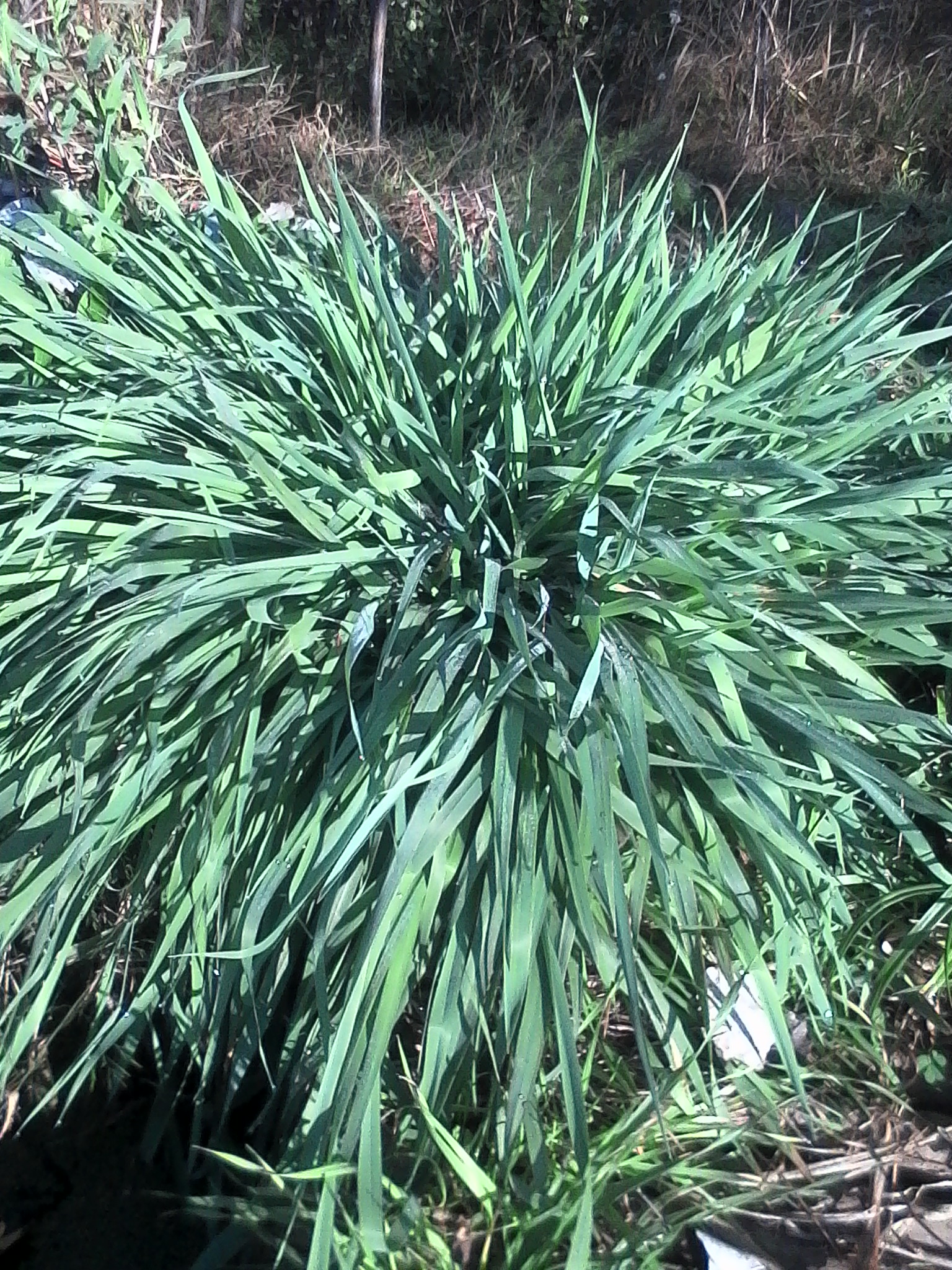 Russian grass for sale | Junk Mail