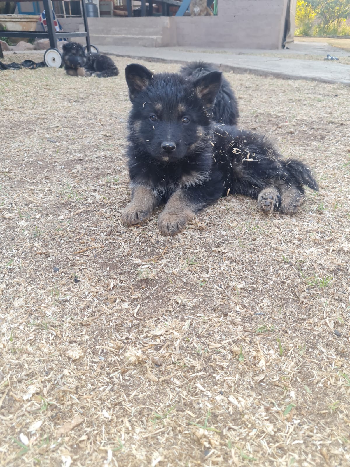 Pure bred German Shepherd | Junk Mail