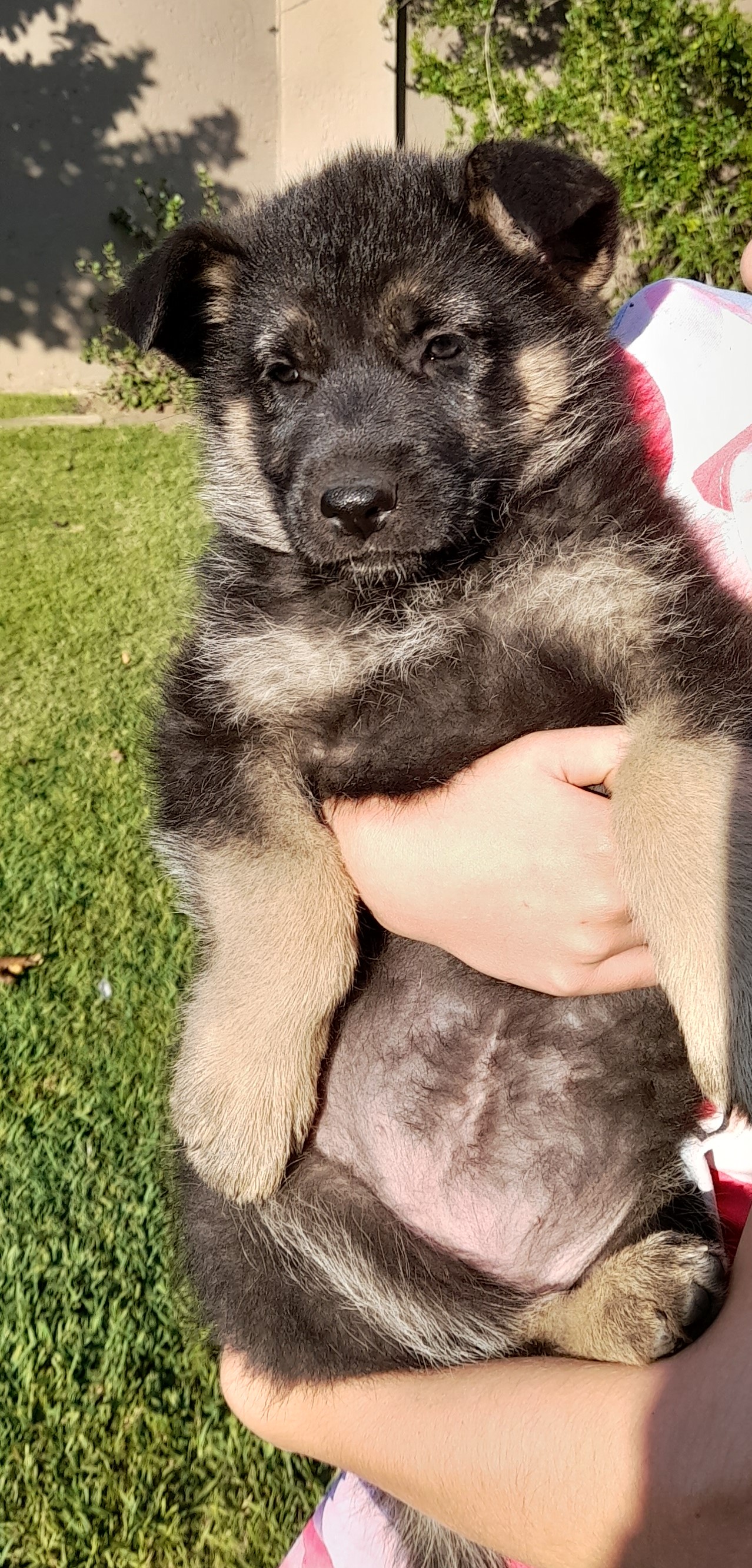 German Shepherd puppies looking for loving homes | Junk Mail
