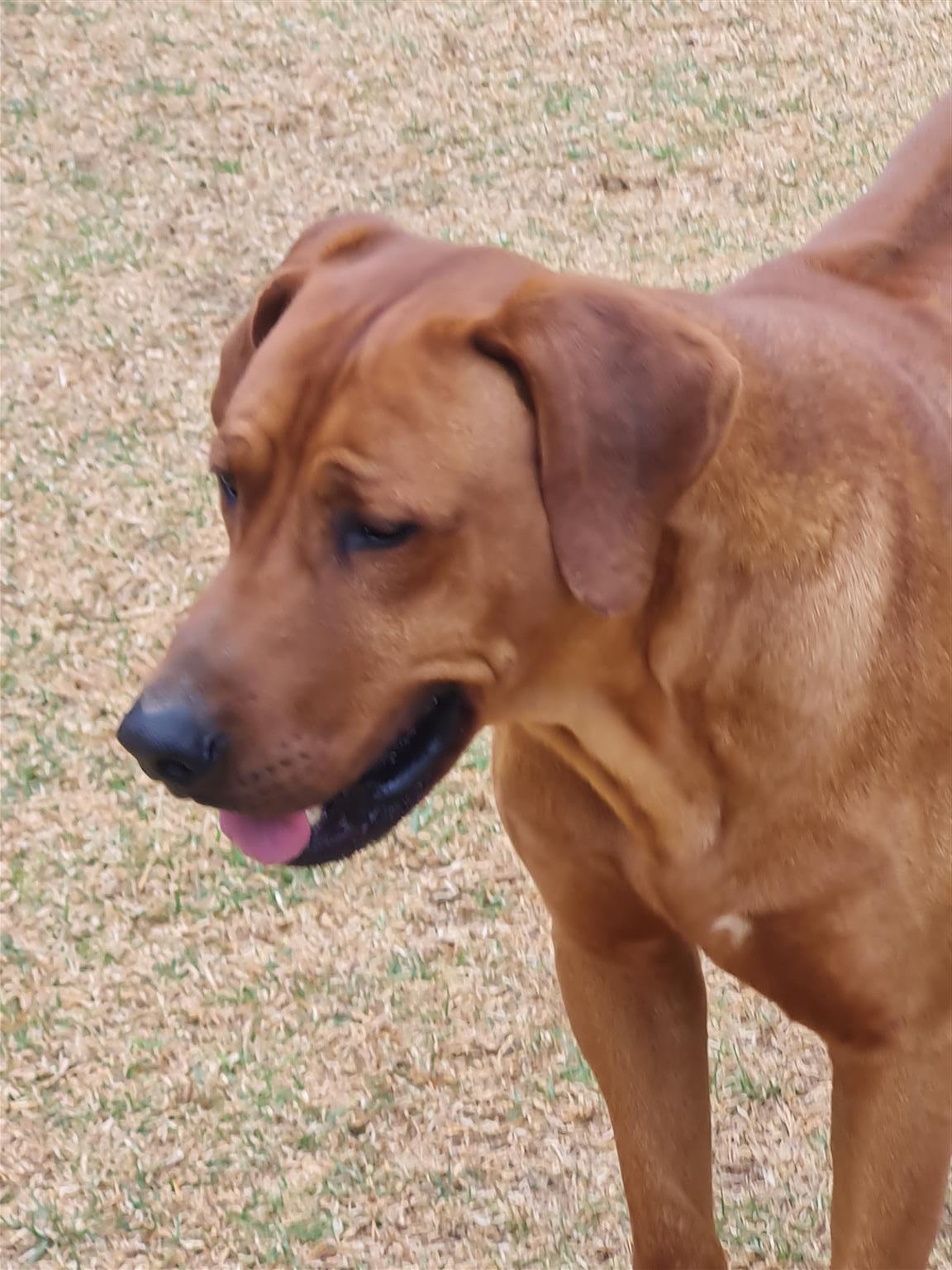 Rhodesian Ridgeback puppies | Junk Mail Marketplace