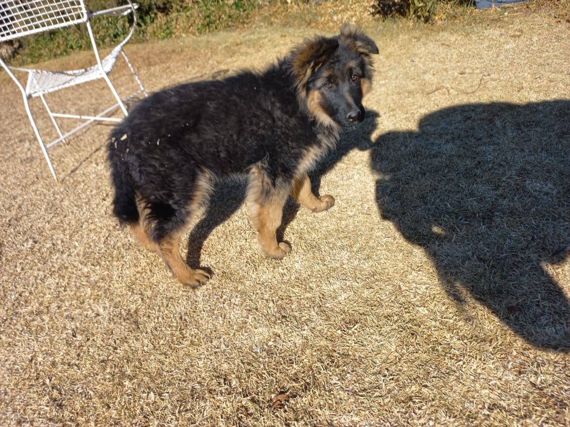 GERMAN SHEPHERD PUPPIES AVAILABLE. PURE BREED | Junk Mail
